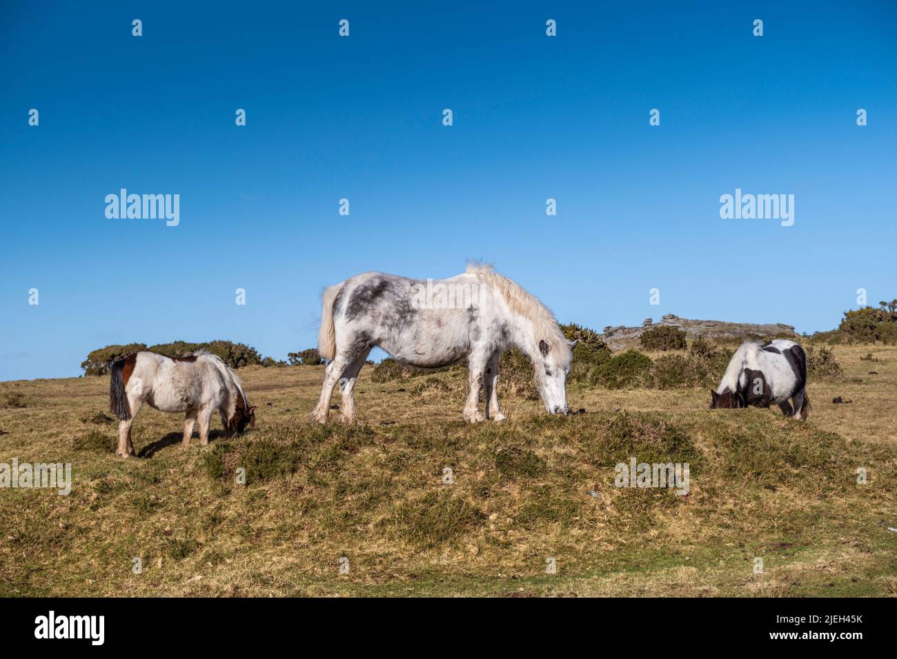 Iconic Bodmin Ponies grazing on Minion Downs on the rugged Bodmin Moor in Cornwall UK Stock ...