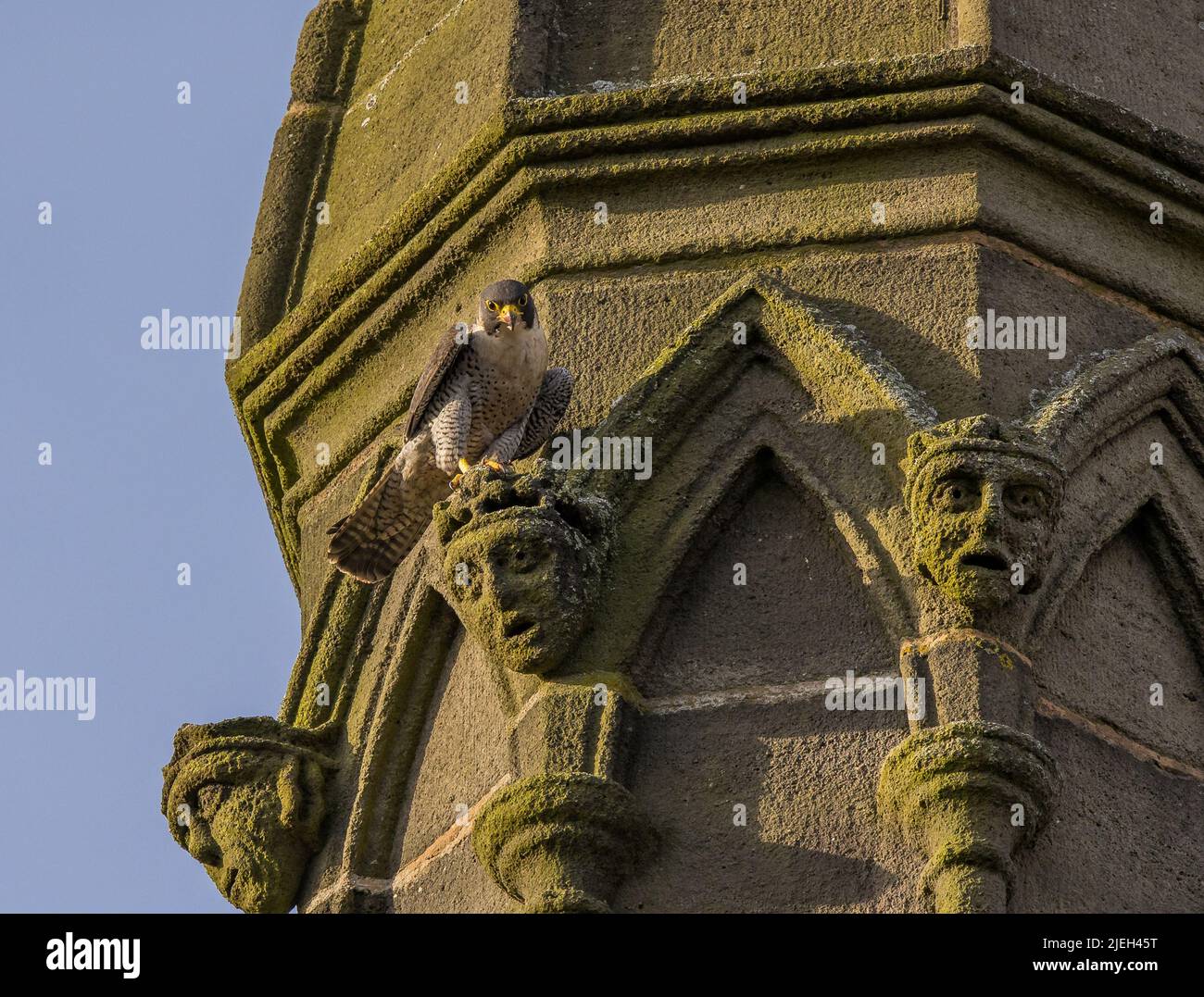 Peregrine captured at st georges church chorley hi-res stock ...