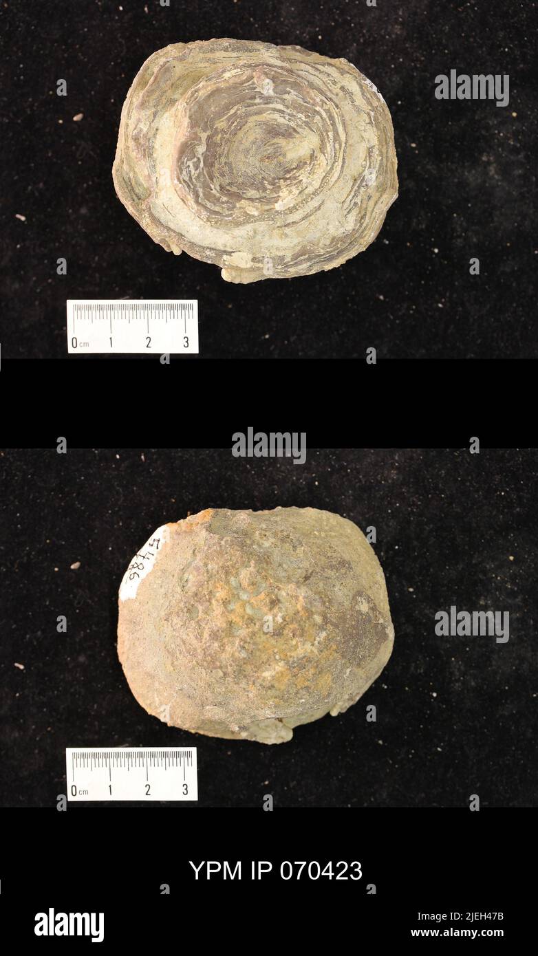 Heliolites nucella Foerste Stock Photo - Alamy