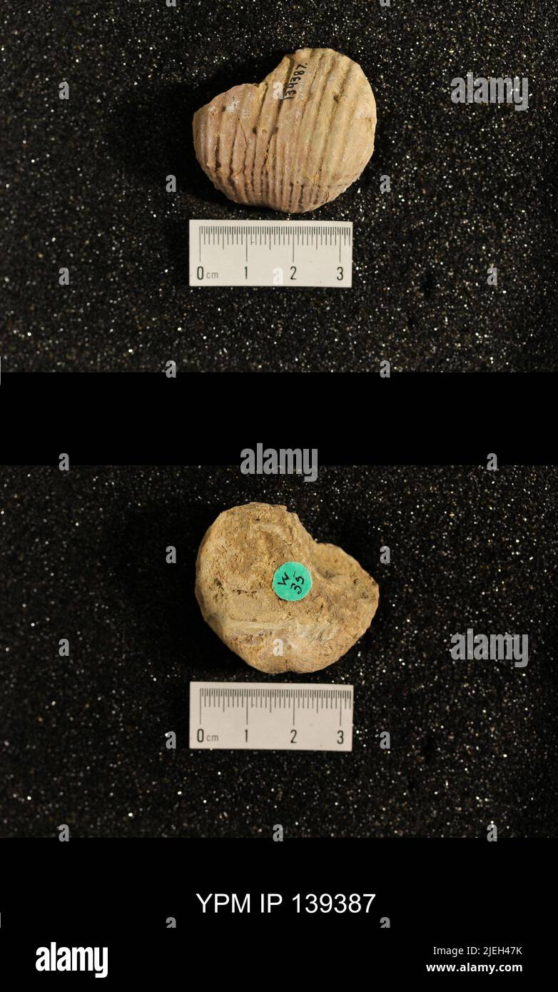 Dictyoclostus sp animalia hi-res stock photography and images - Alamy