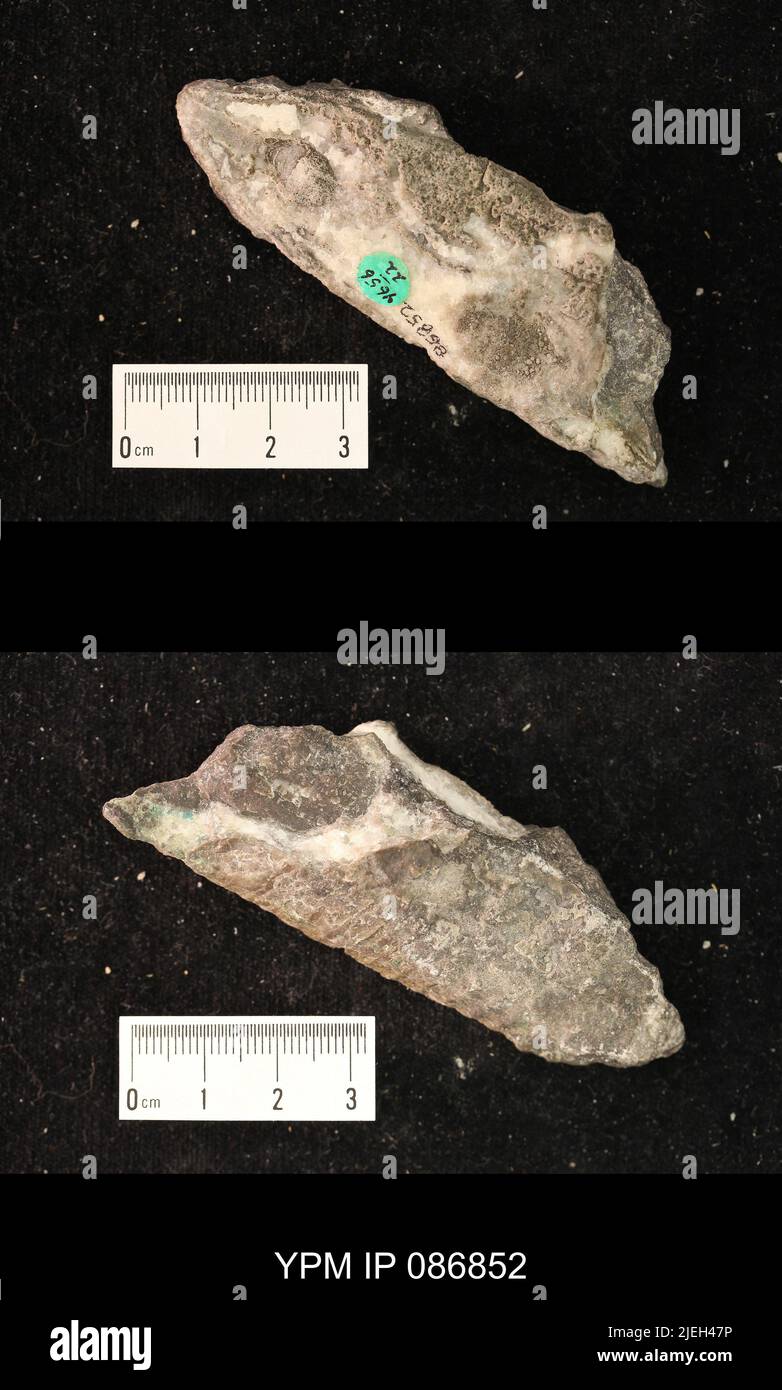 Endoceratoidea hi-res stock photography and images - Alamy