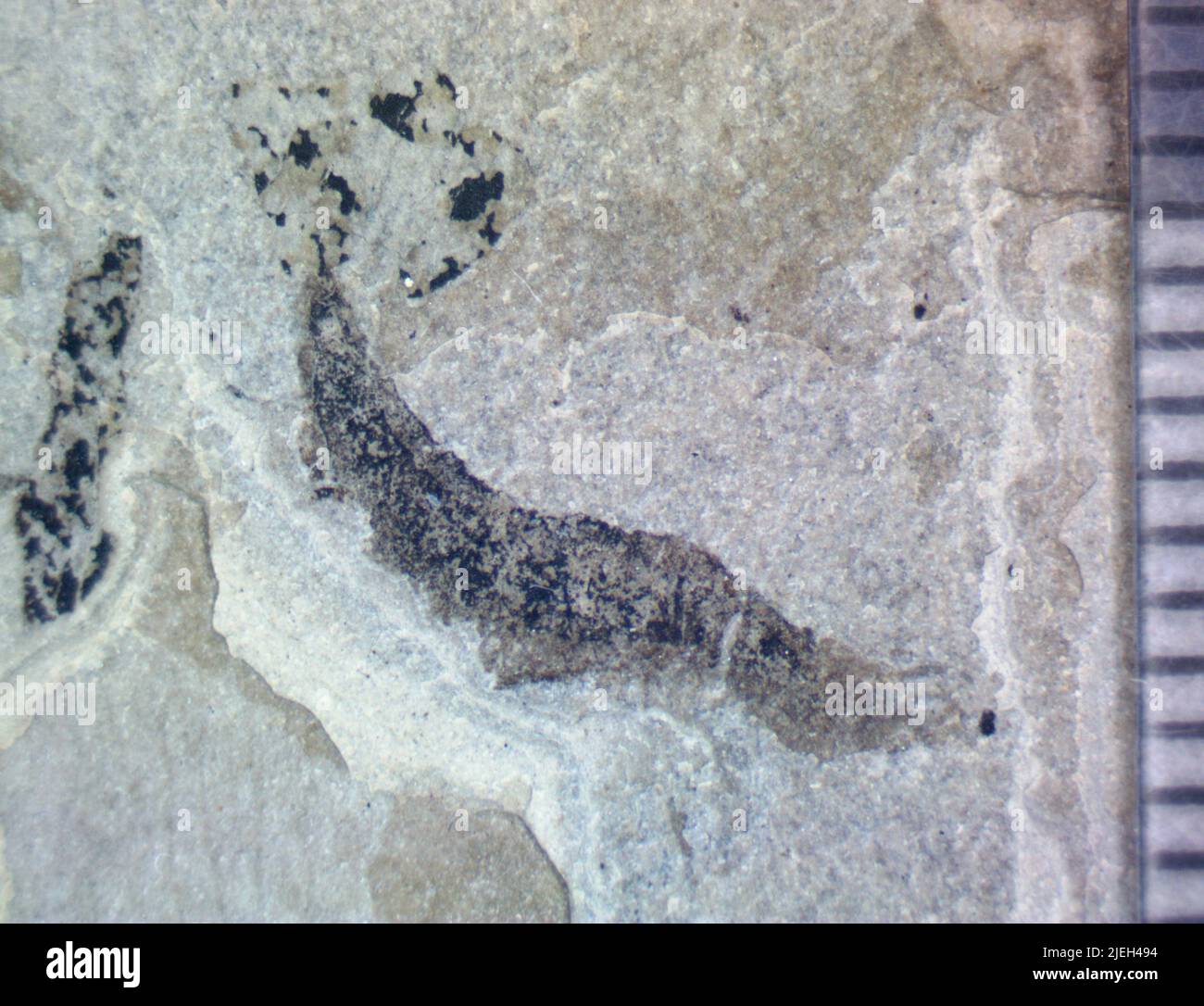 Undet animalia animalia animals hi-res stock photography and images - Alamy