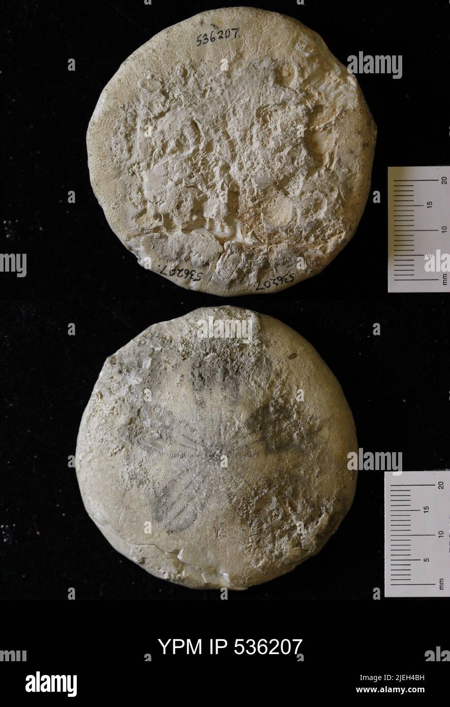 Clypeaster hi-res stock photography and images - Alamy