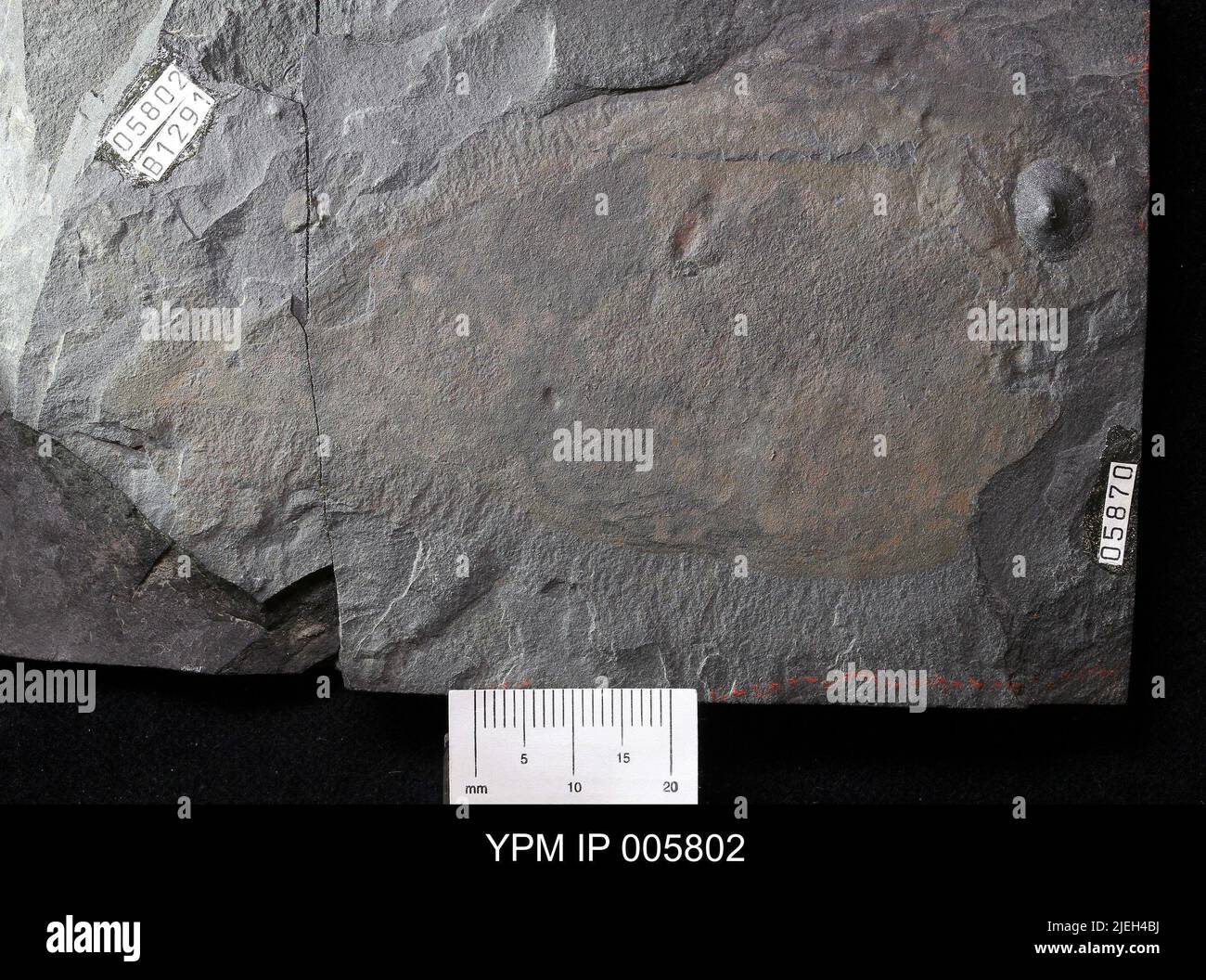 Dinocarida hi-res stock photography and images - Alamy