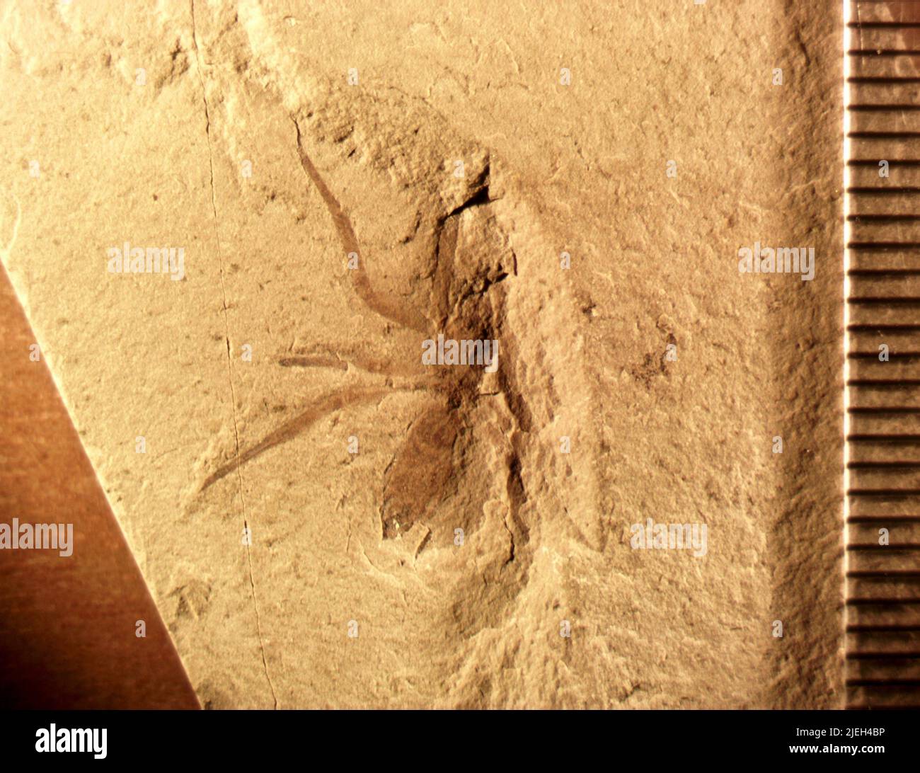 Spider species distribution hi-res stock photography and images - Alamy