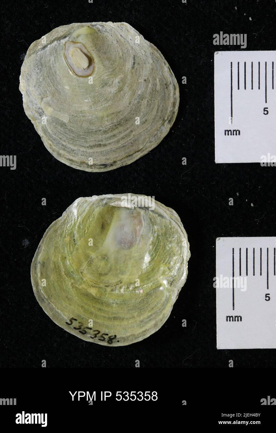 Anomia glabra animalia hi-res stock photography and images - Alamy