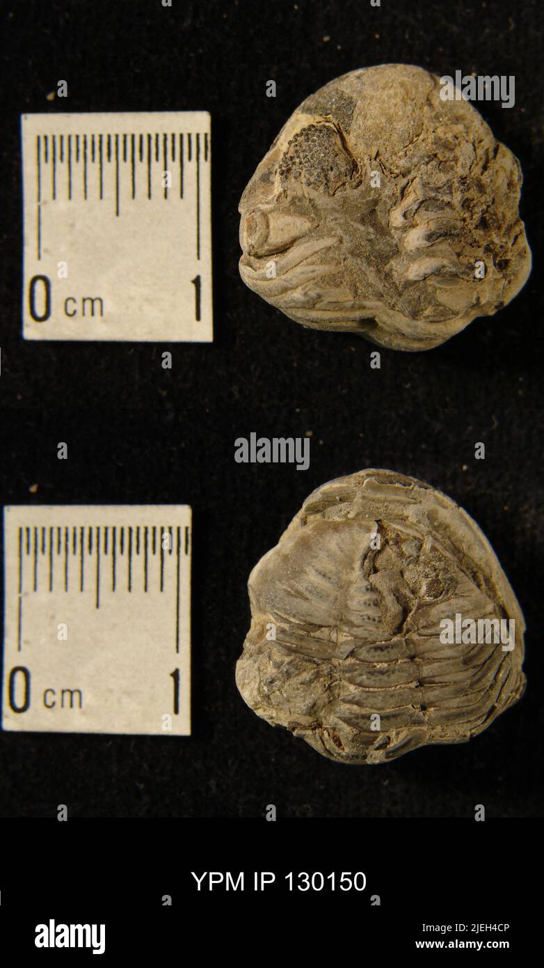 Eldredgeops rana (Green Stock Photo - Alamy