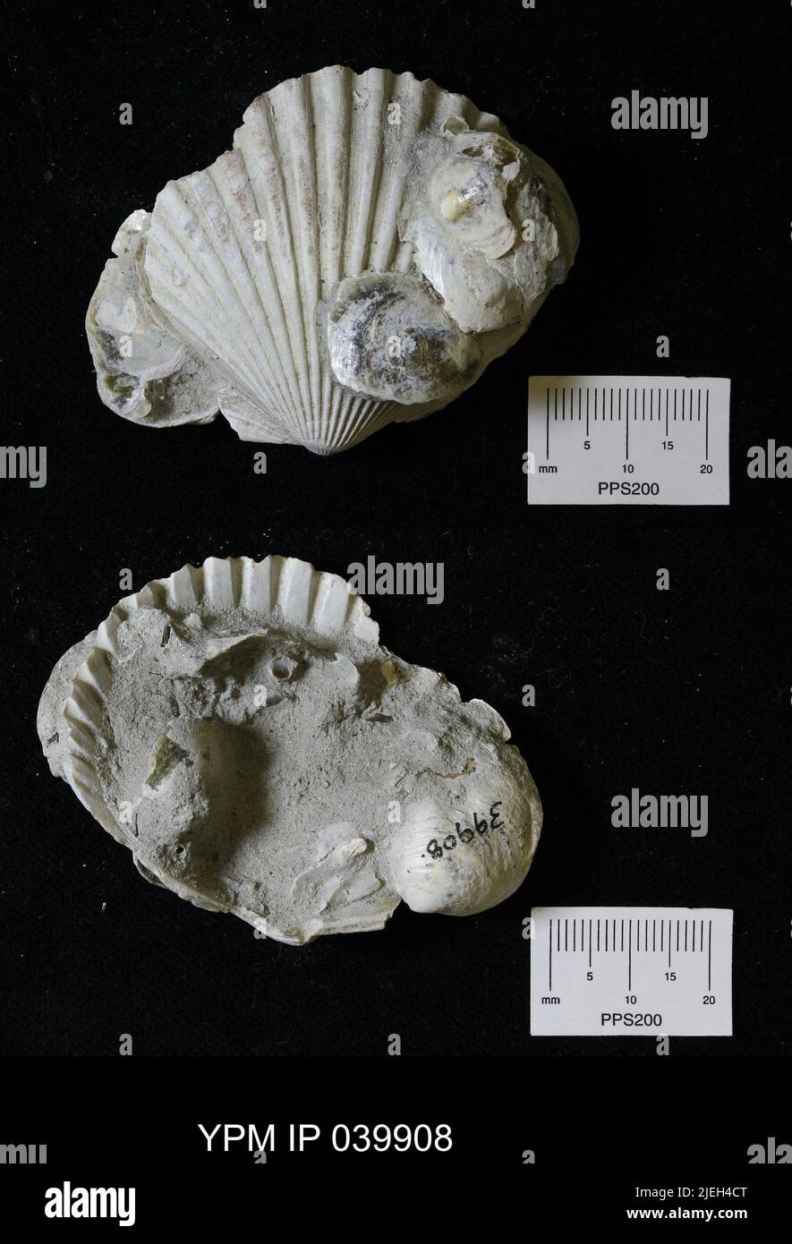 Anomia simplex d'Orbigny, 1853 Stock Photo - Alamy