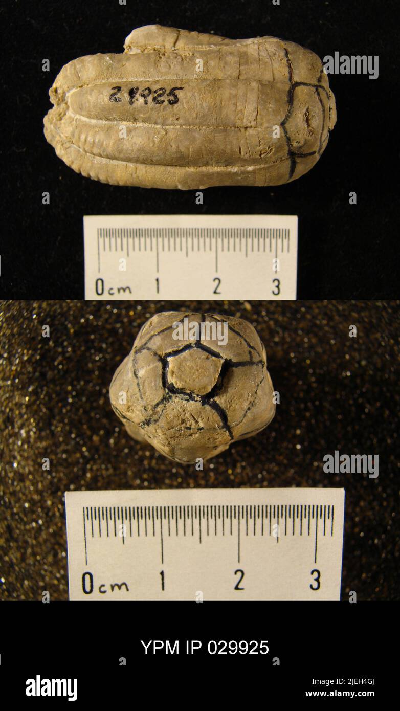 Encrinus hi-res stock photography and images - Alamy