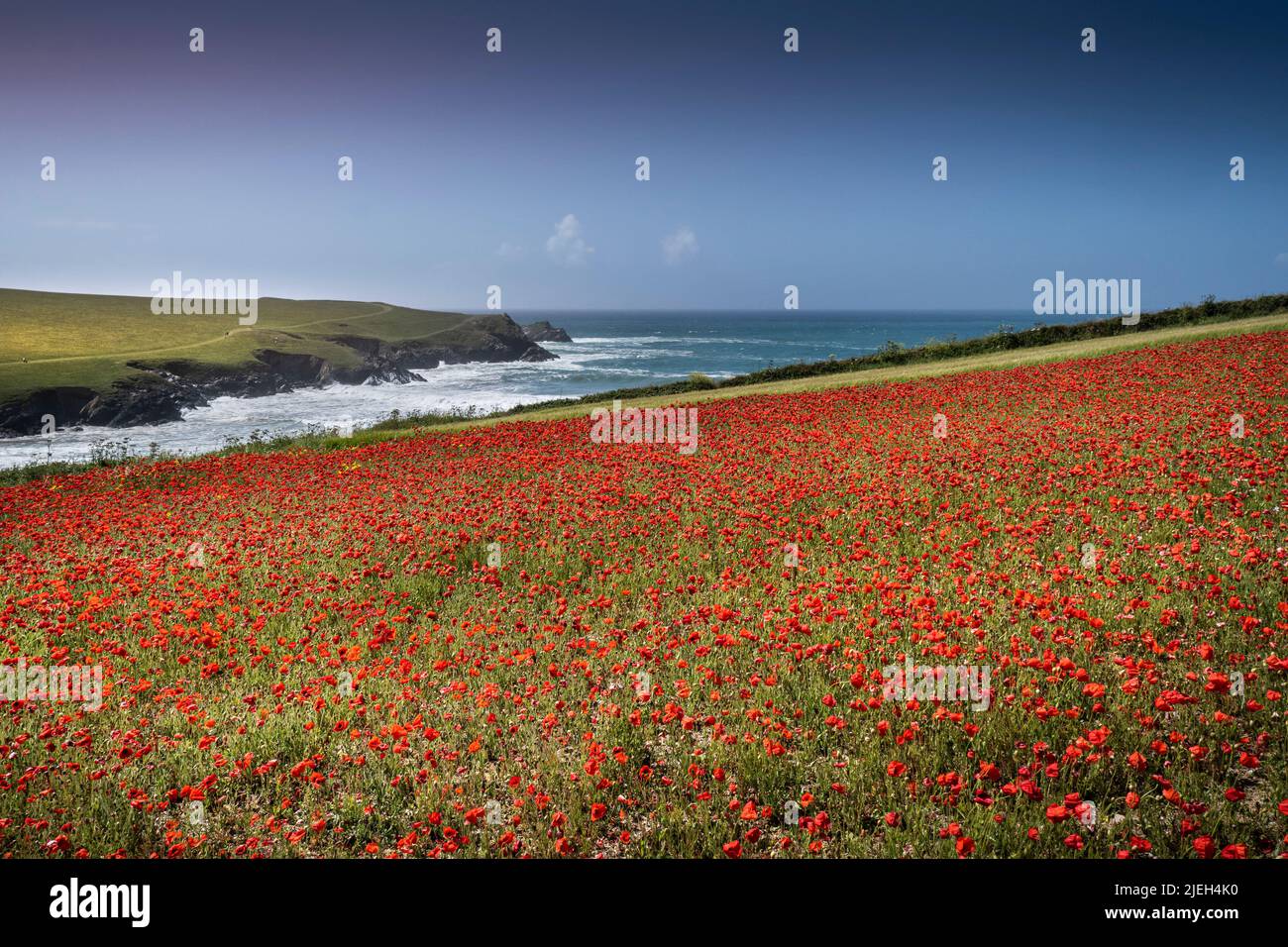 Poppy fields hi-res stock photography and images - Alamy