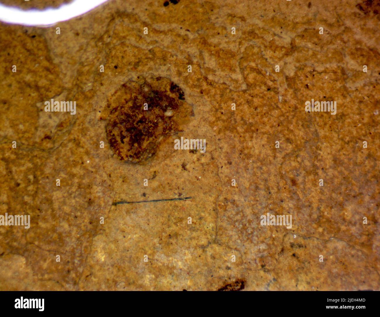 Coleoptera taxonomy hi-res stock photography and images - Alamy