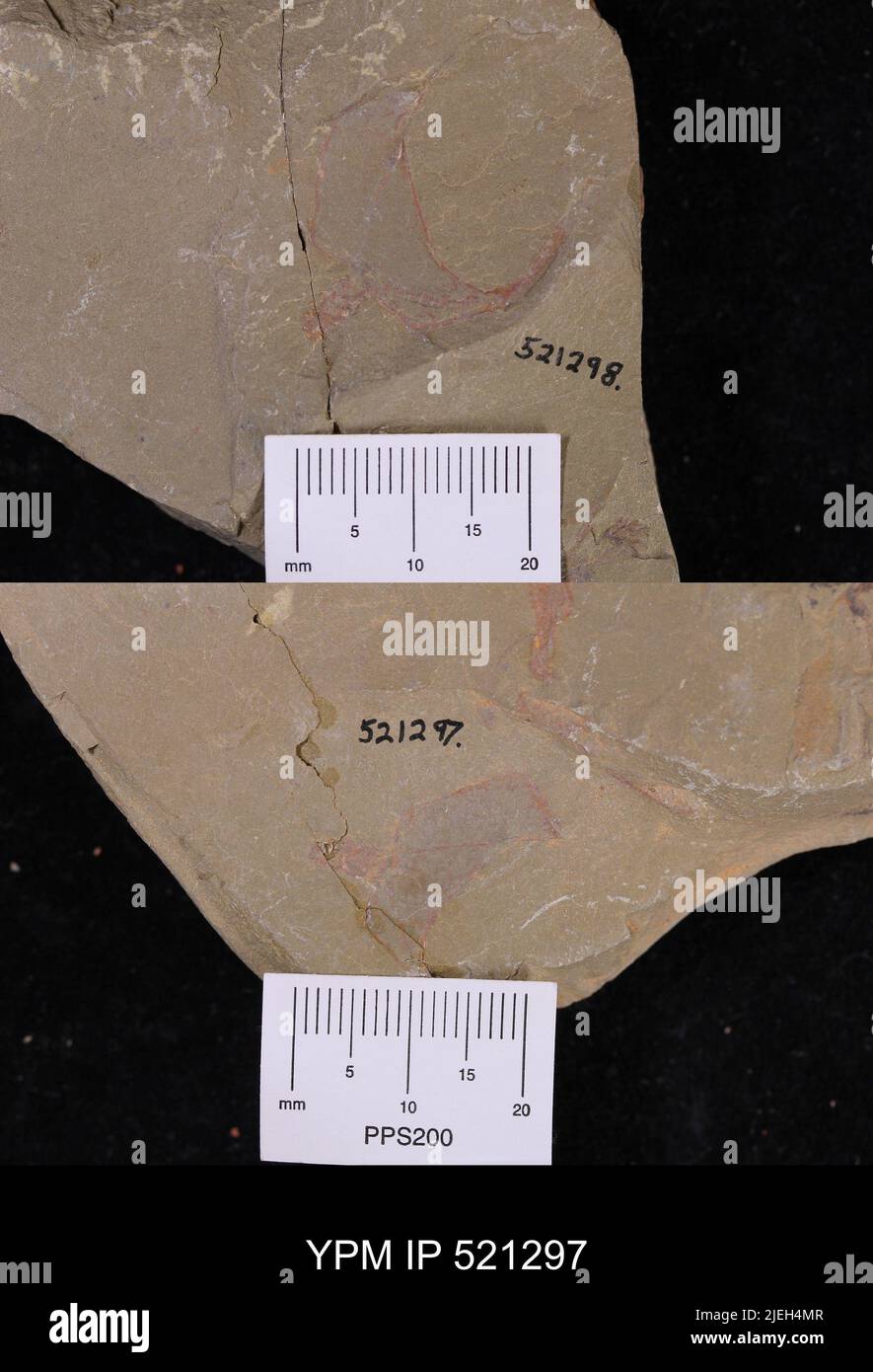 Cothurnocystis hi-res stock photography and images - Alamy