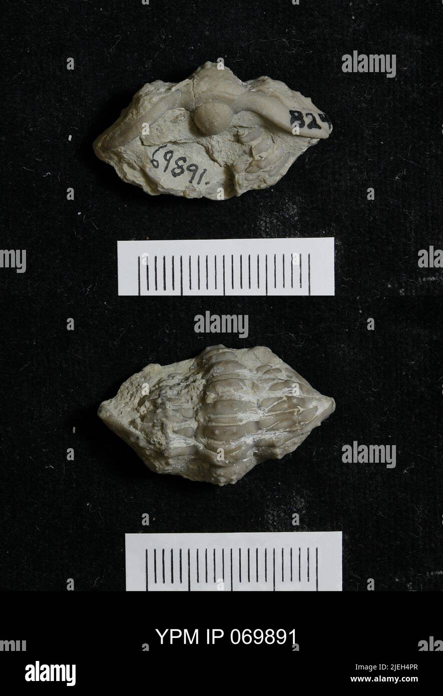 Numitor hi-res stock photography and images - Alamy