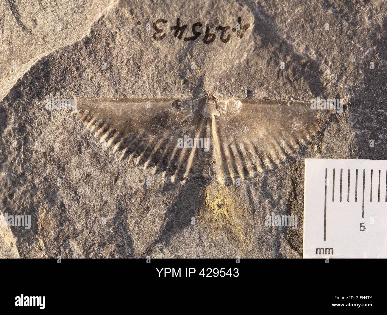 Mucrospirifer mucronatus animalia hi-res stock photography and images ...