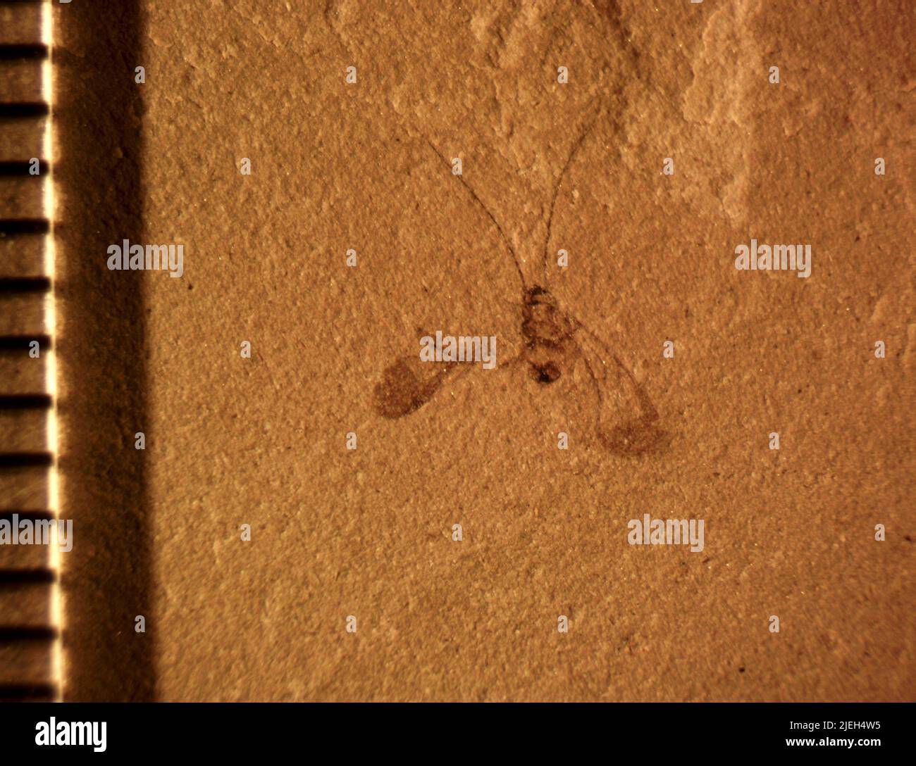 Undet psocoptera animalia hi-res stock photography and images - Alamy