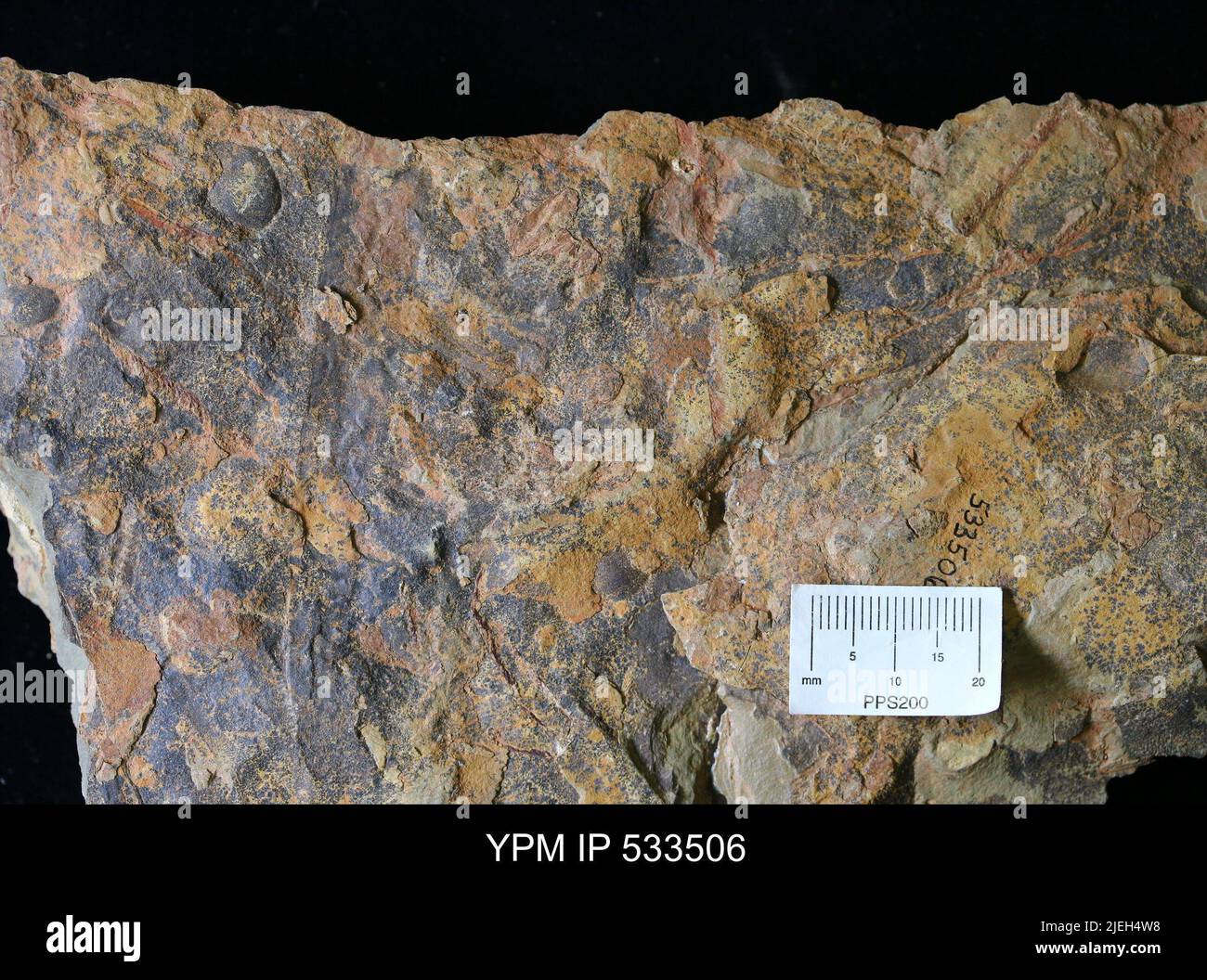 Graptolithina graptolites hi-res stock photography and images - Alamy