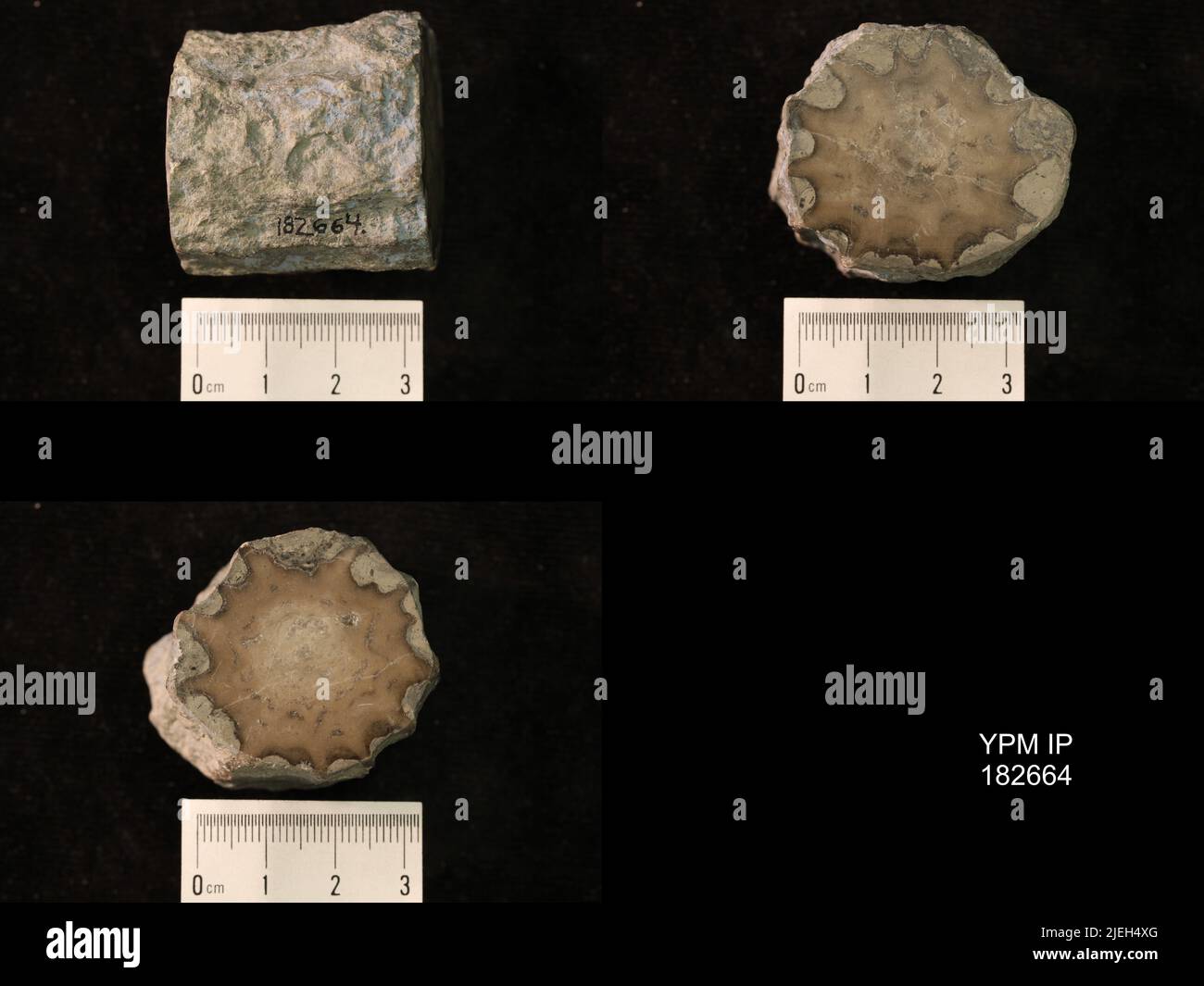 Beatricia undulata animalia hi-res stock photography and images - Alamy