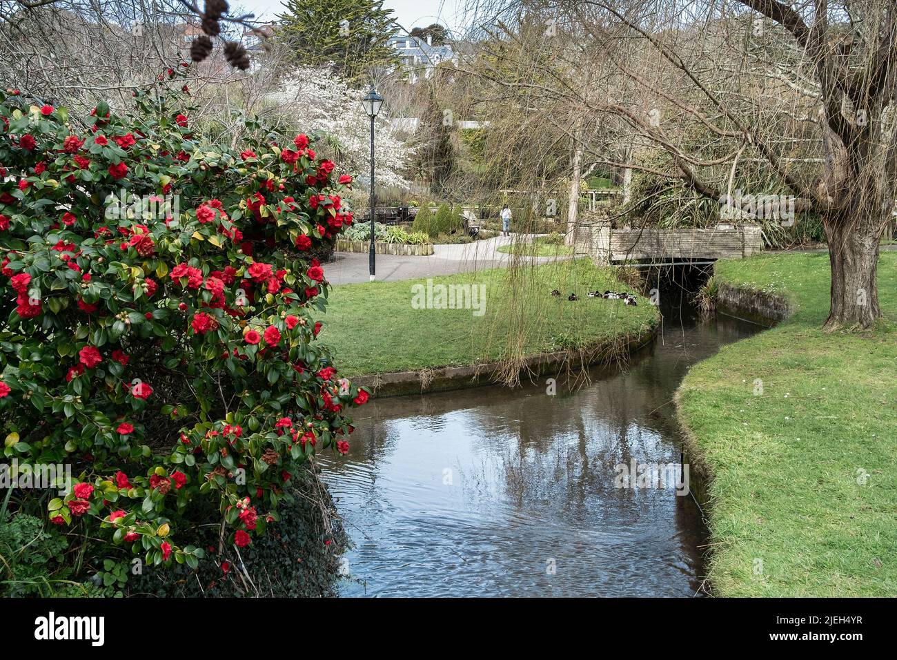 A Camelia japonica Red shrub growing next to a small river brook stream ...