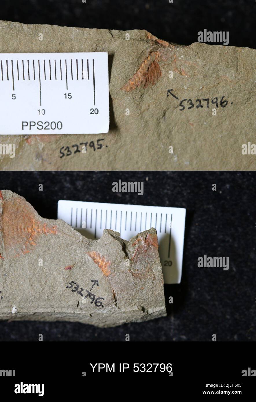 Undet xiphosurida hi-res stock photography and images - Alamy