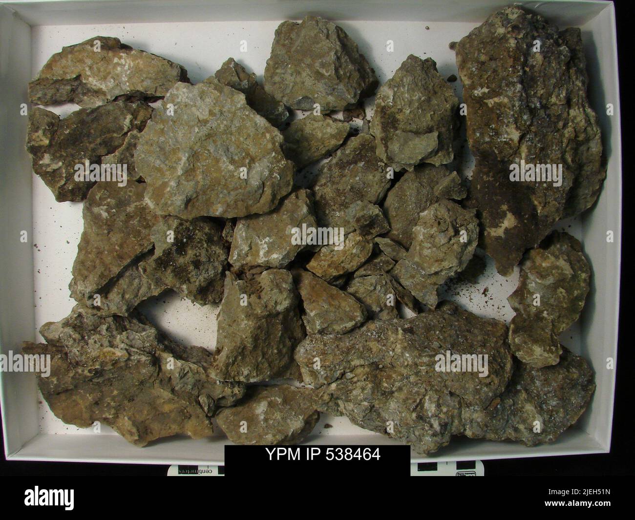 Undet bryozoa hi-res stock photography and images - Alamy