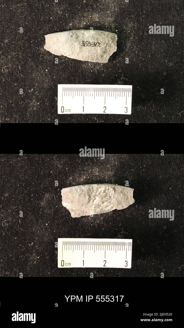 Productus cora d'Orbigny Stock Photo - Alamy