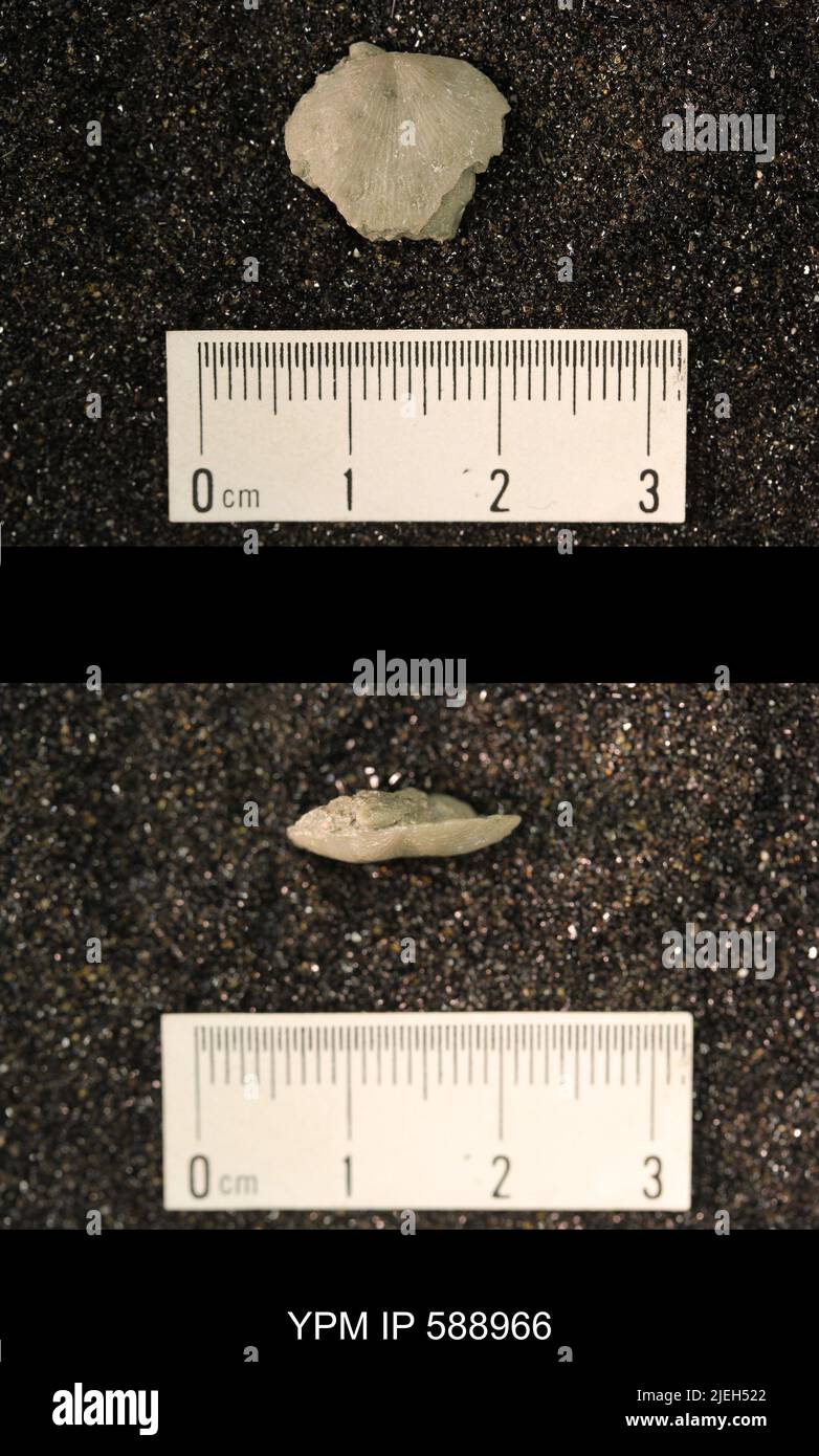 Dalmanella sp hi-res stock photography and images - Alamy