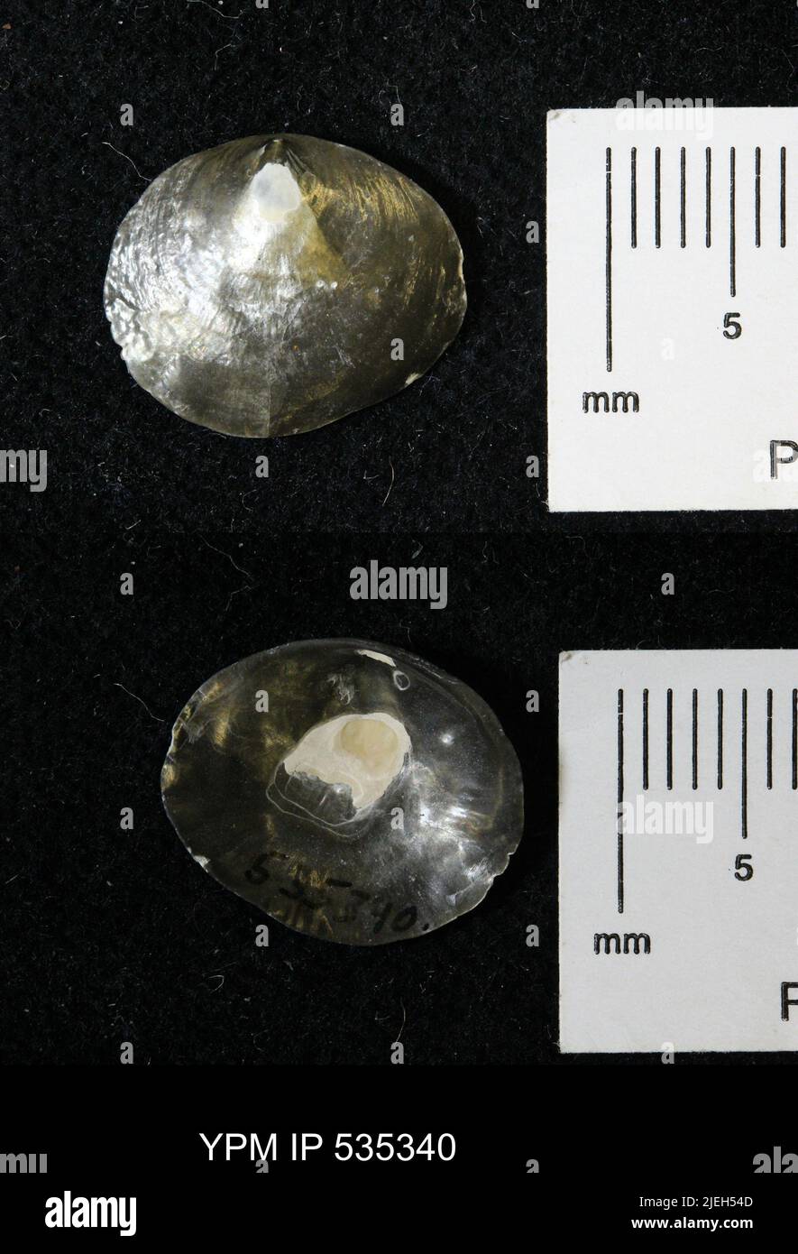 Anomia simplex d'Orbigny, 1853 Stock Photo - Alamy