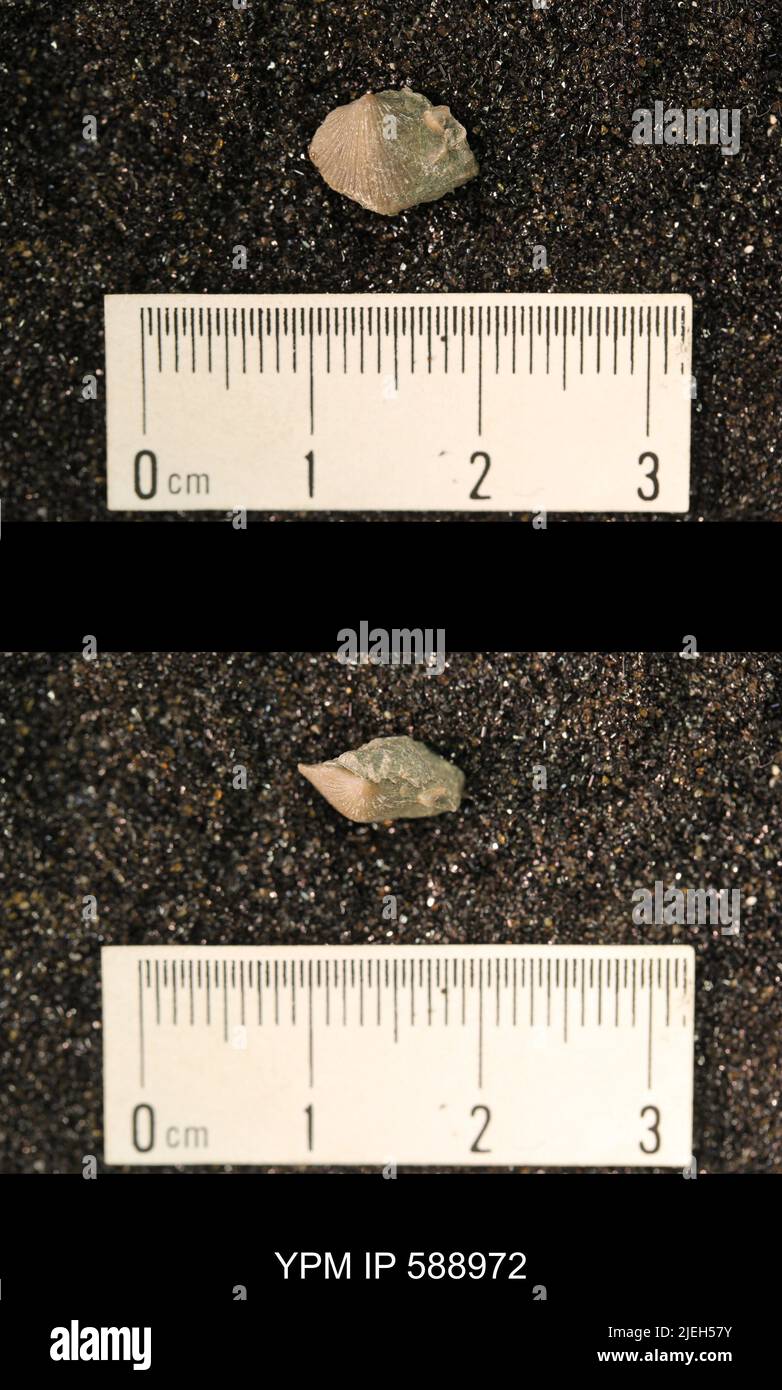 Dalmanella sp hi-res stock photography and images - Alamy