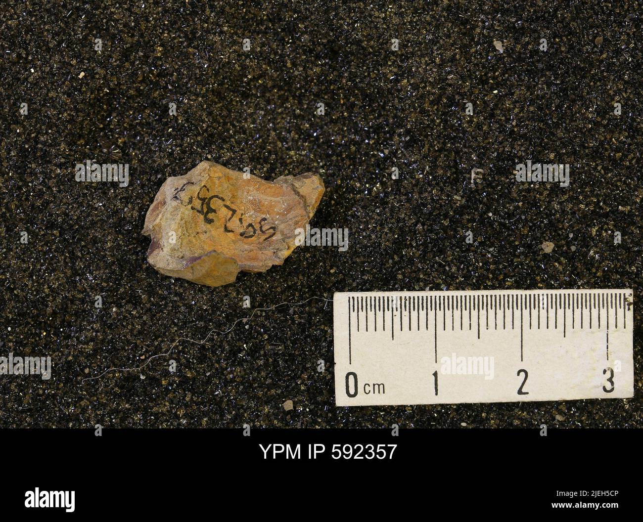 Inoceramus acutiplicata animalia hi-res stock photography and images ...