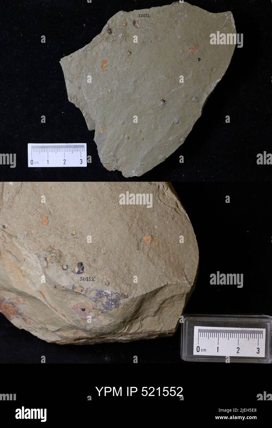 Lingulida hi-res stock photography and images - Alamy