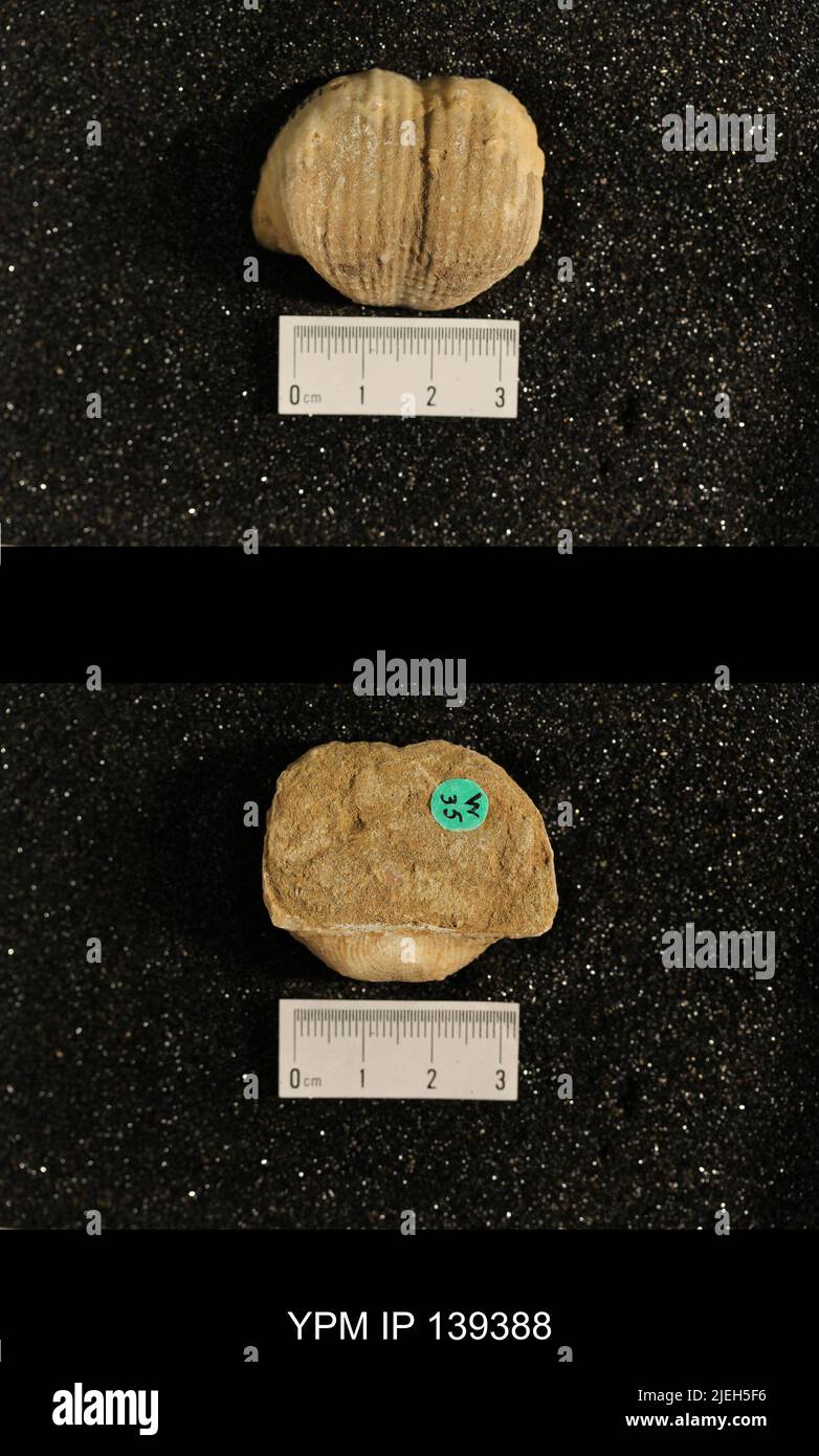 Productus (Dictyoclostus) sp Stock Photo - Alamy