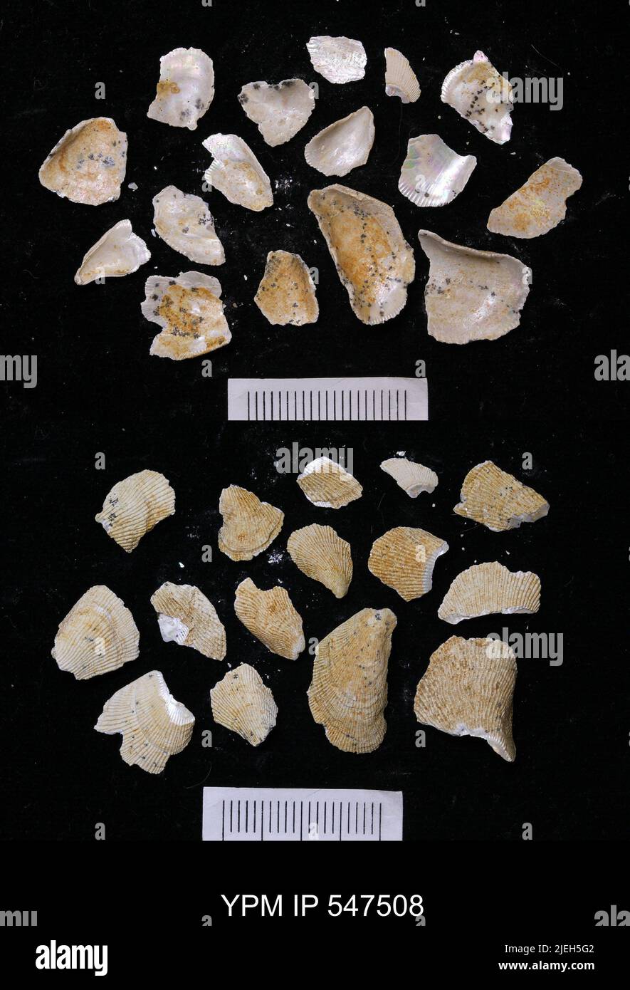 Modiola hamatus animalia hi-res stock photography and images - Alamy