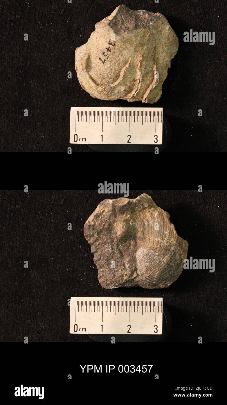 Productus cora d'Orbigny Stock Photo - Alamy