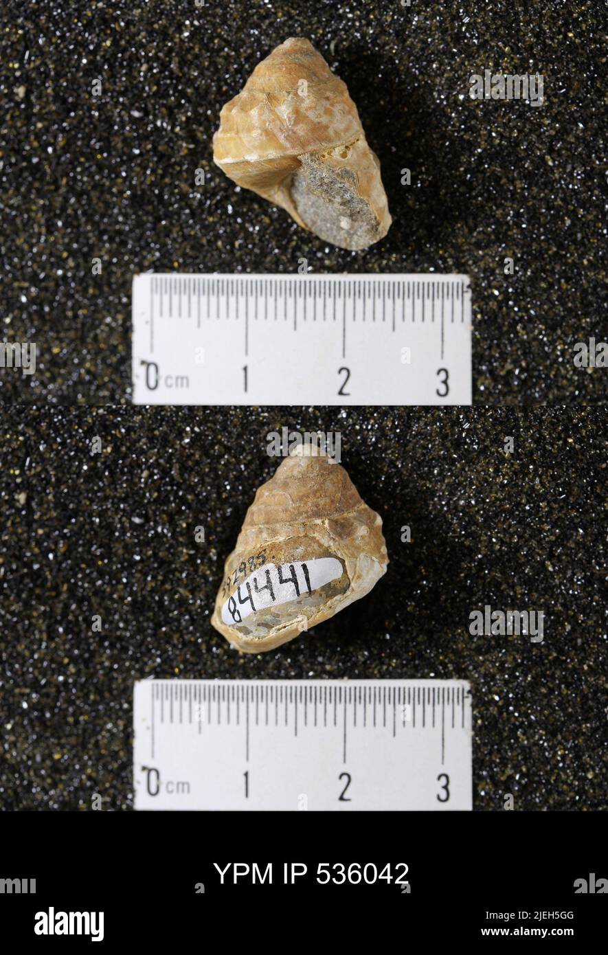 1876 animalia hi-res stock photography and images - Alamy