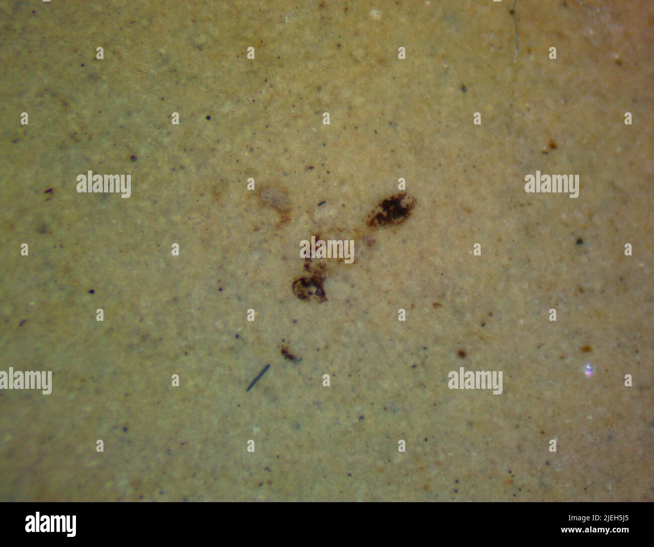 Endopterygota hi-res stock photography and images - Alamy