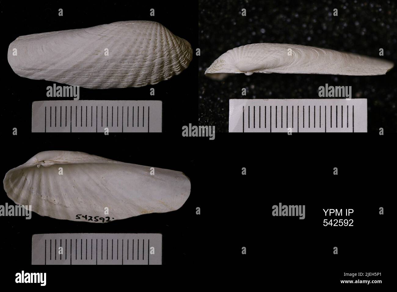 Petricolaria pholadiformis (Lamarck, 1818 Stock Photo - Alamy