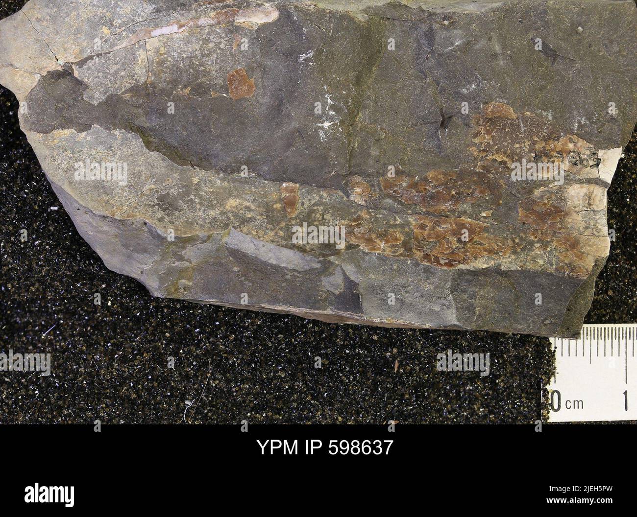 Baculites sp animalia hi-res stock photography and images - Alamy