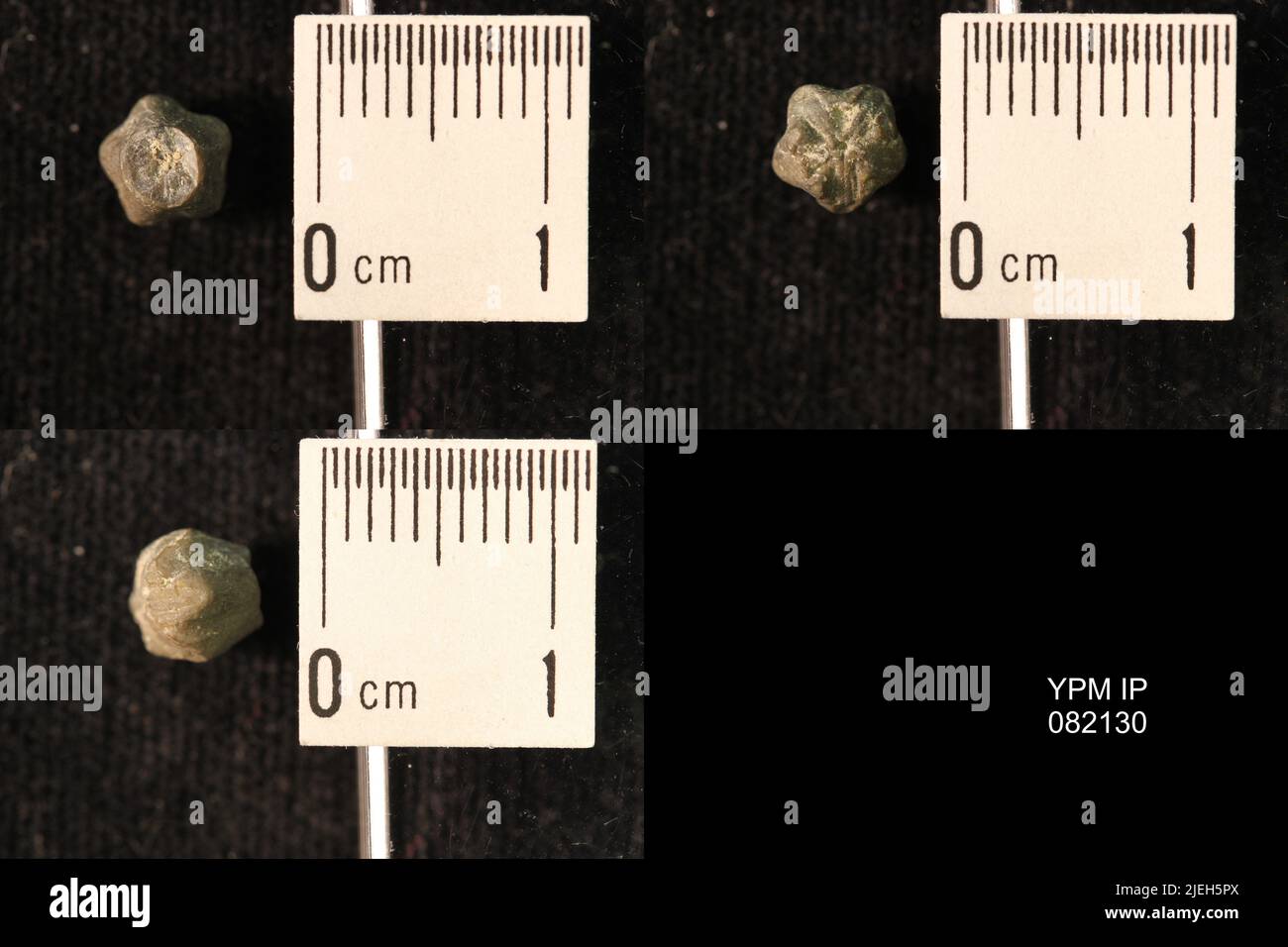 Codaster animalia hi-res stock photography and images - Alamy