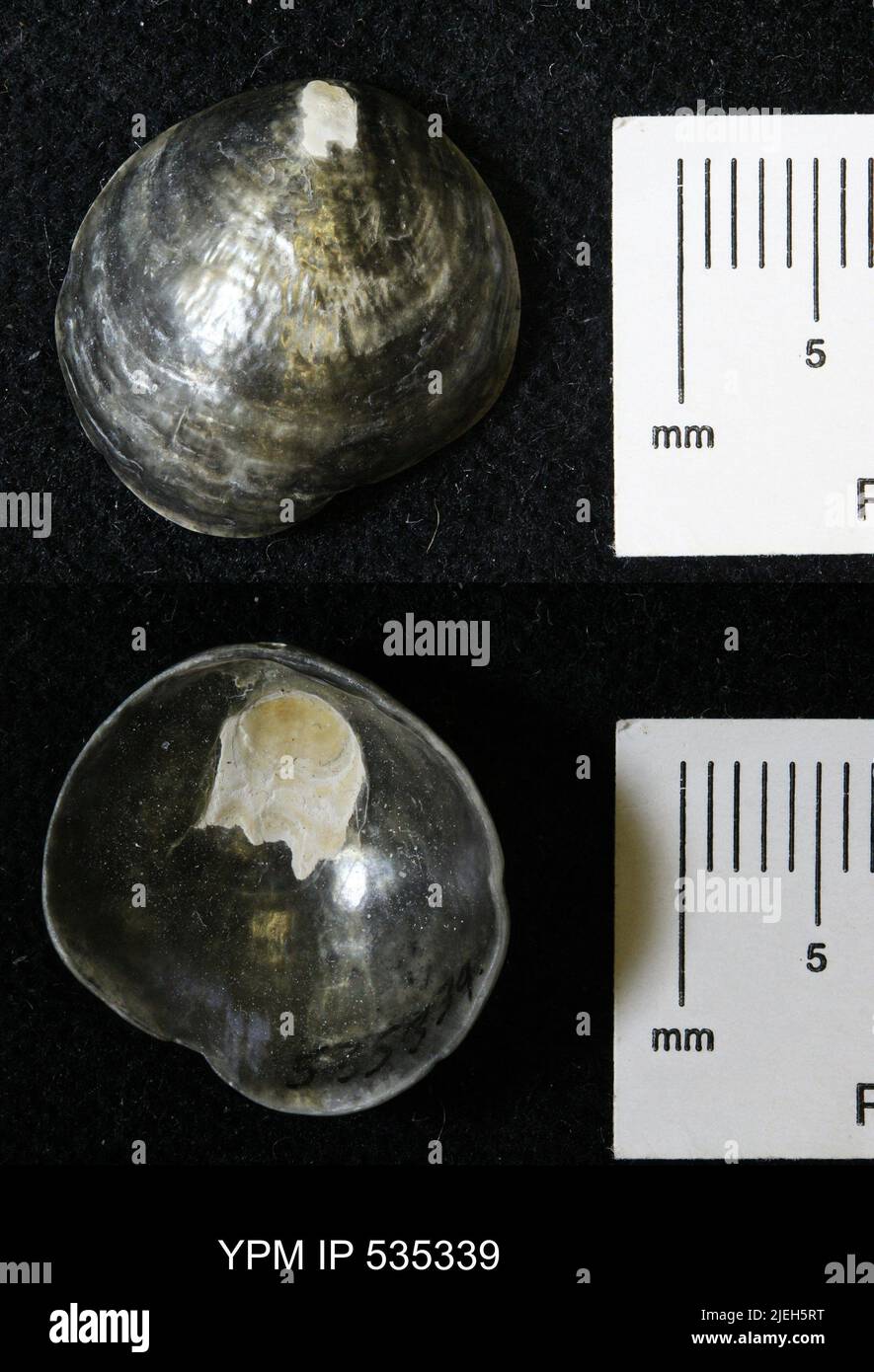 Anomia simplex d'Orbigny, 1853 Stock Photo - Alamy