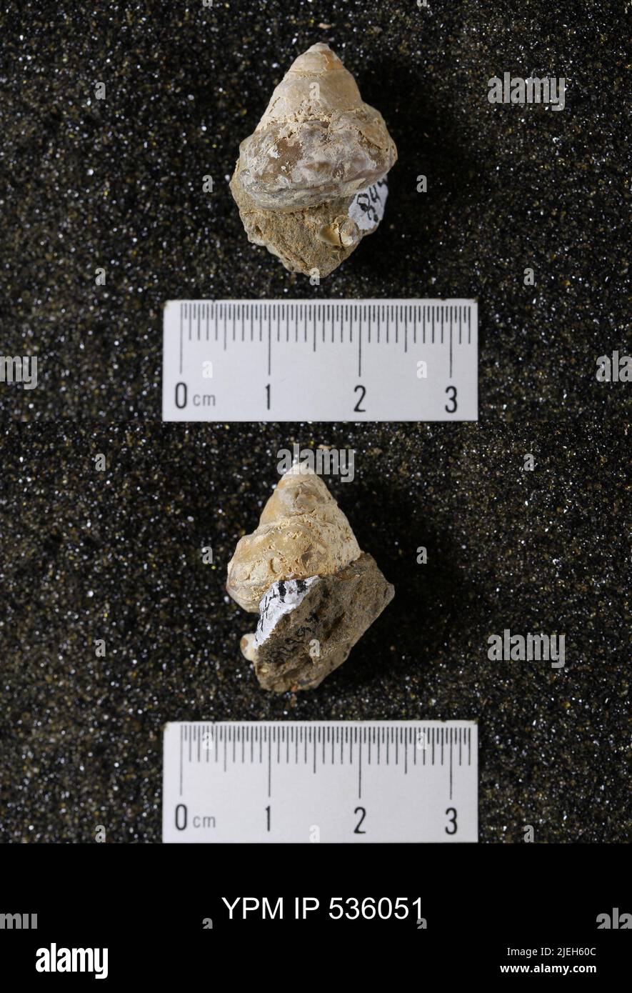 Tulotoma thompsoni white hi-res stock photography and images - Alamy