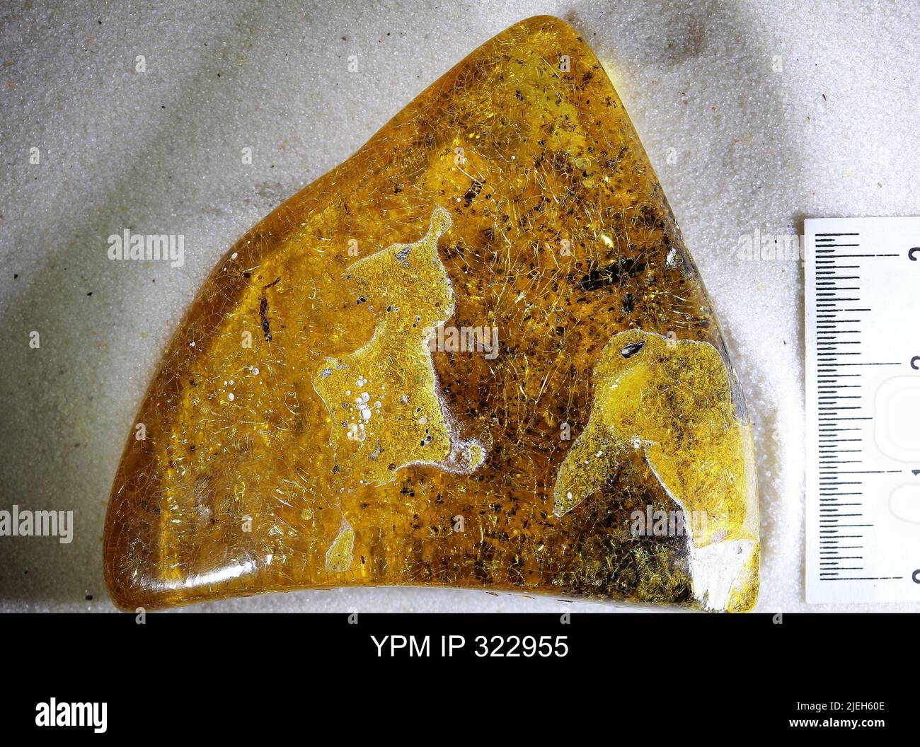 Formicidae fossil hi-res stock photography and images - Alamy