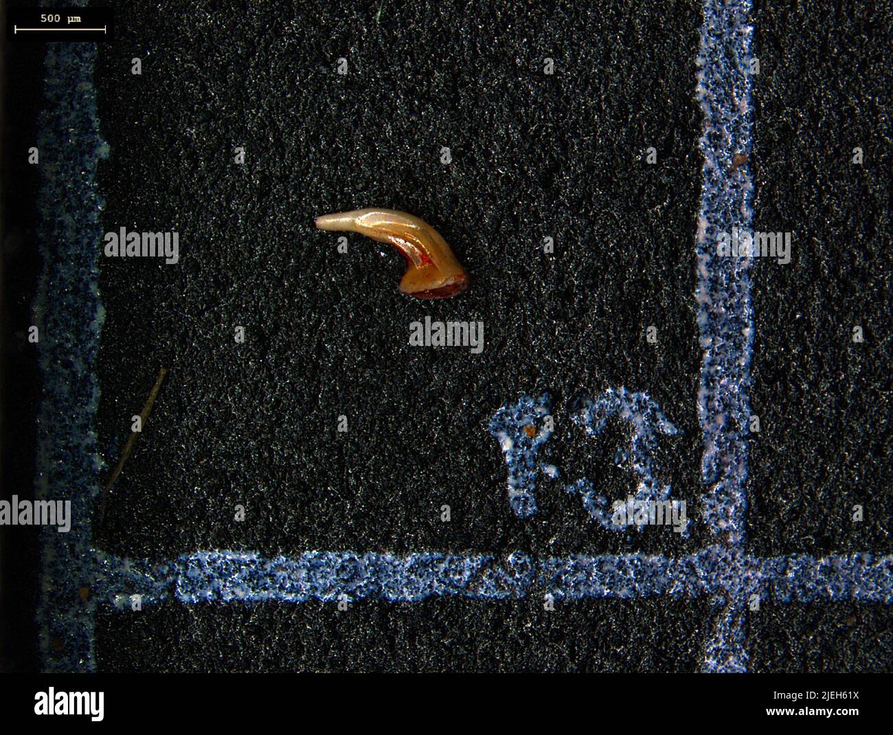 Conodonta conodonts hi-res stock photography and images - Alamy