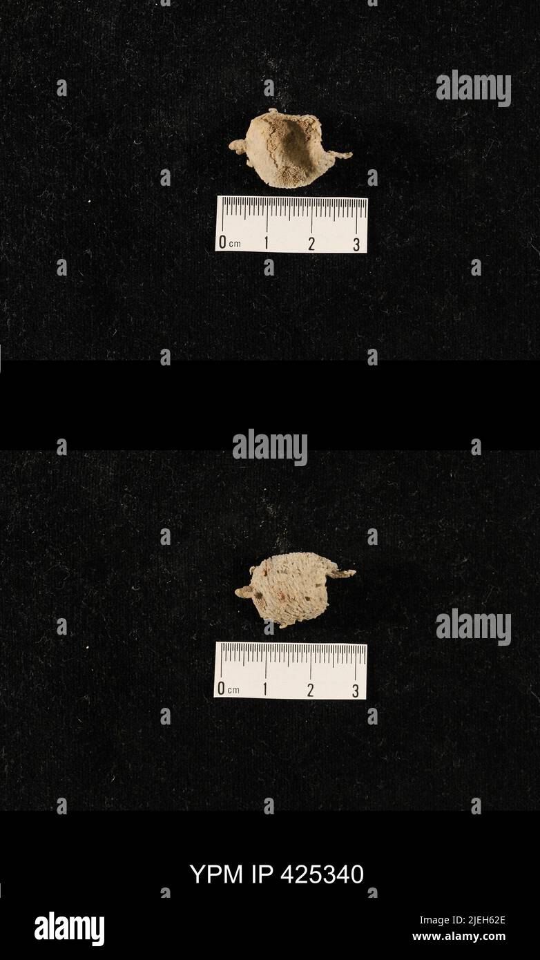 Taxonomy index hi-res stock photography and images - Alamy