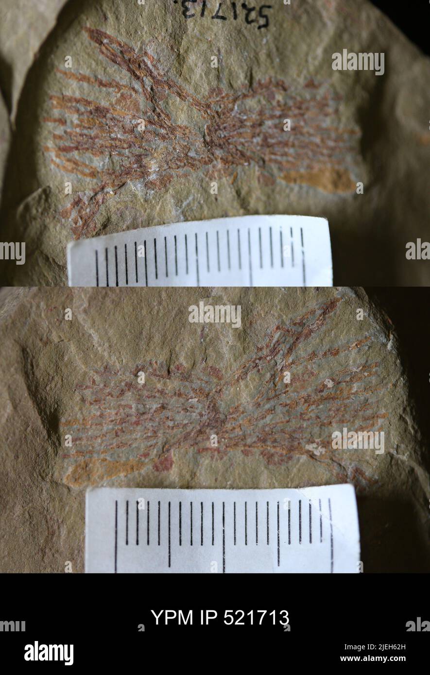 Graptolithina hi-res stock photography and images - Alamy