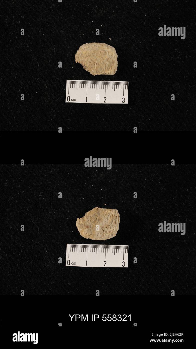 Hystriculina sp. (King Stock Photo - Alamy