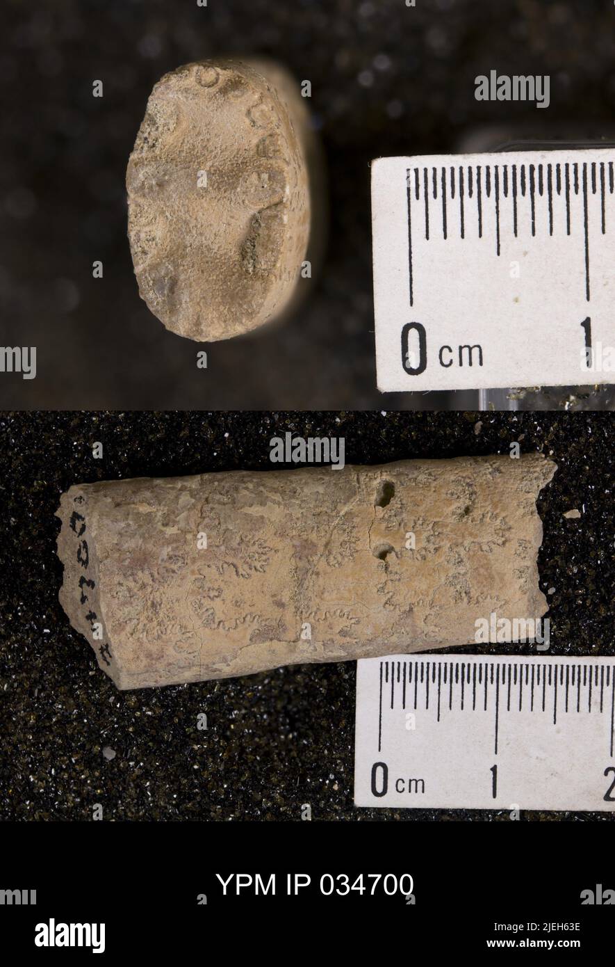 Baculites haresi Reeside Stock Photo - Alamy