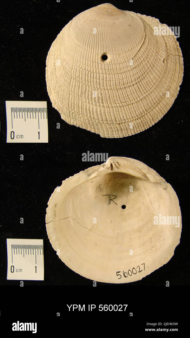 Codakia spinulosa dall hi-res stock photography and images - Alamy