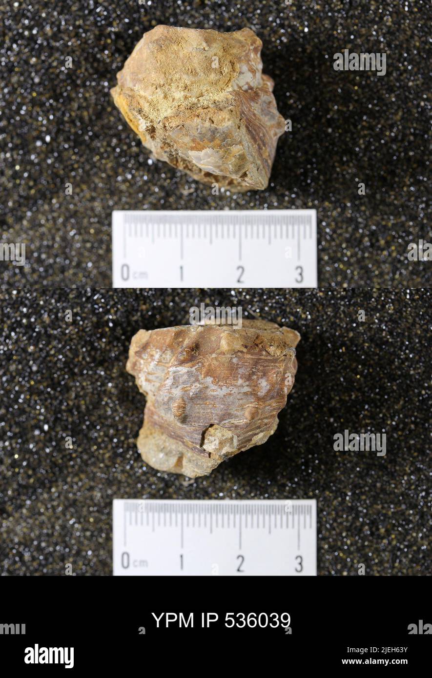 Tulotoma thompsoni white hi-res stock photography and images - Alamy