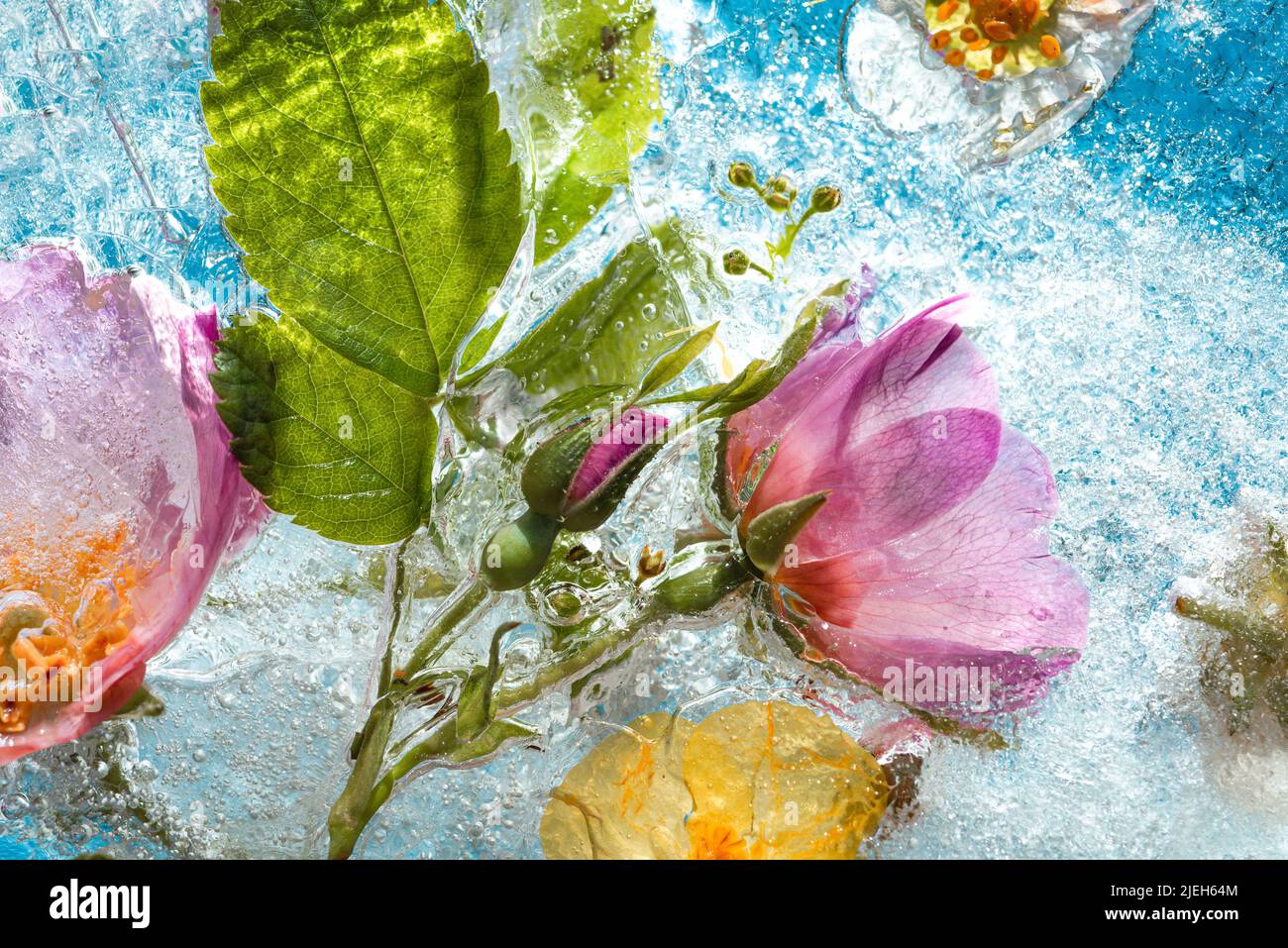Abstract background of frozen multicolored flowers. Flowers in ice in ...