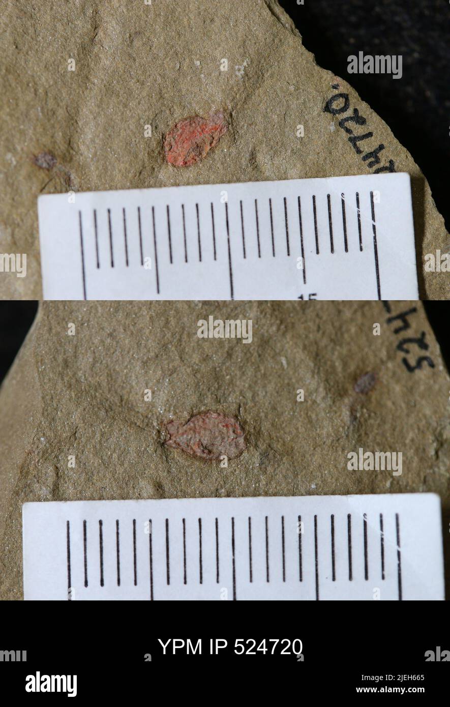 Undet ichnofossil ichnofossil ichnofossils hi-res stock photography and ...